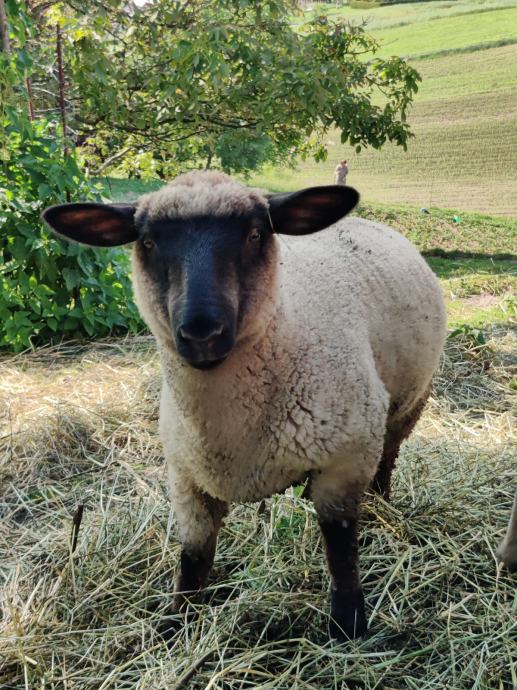 jagnje, nemška črnoglava ovca