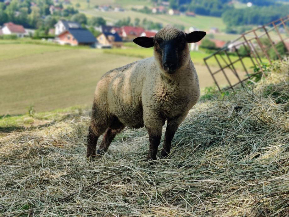Jagnje, nemški črnoglavi oven