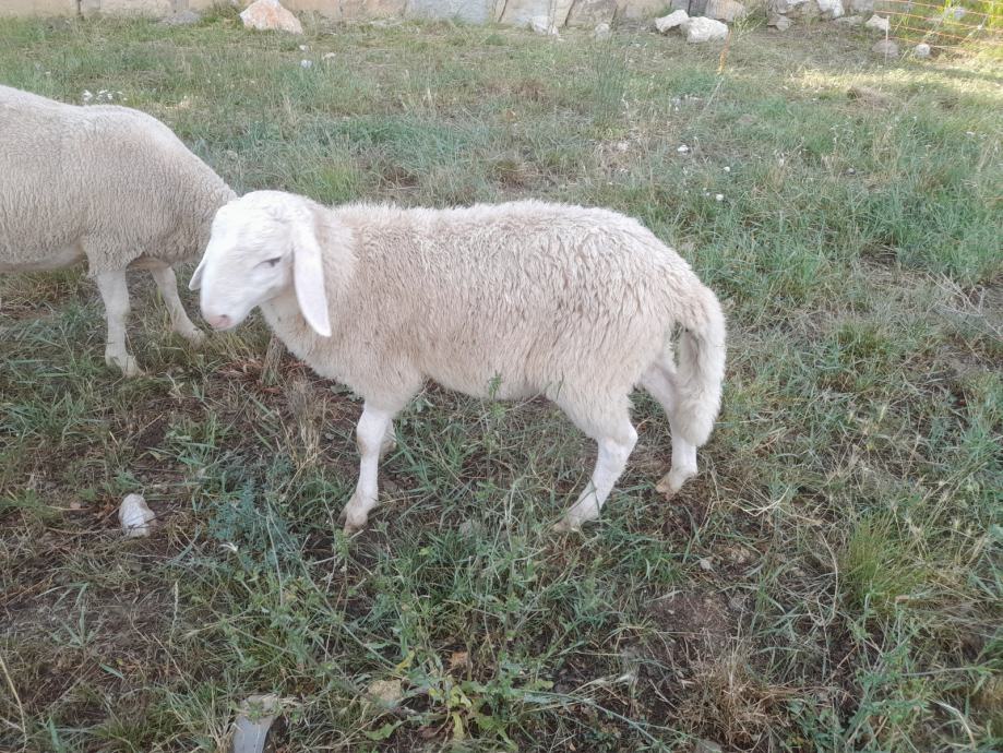 JAGNJE, OVEN, OVCA