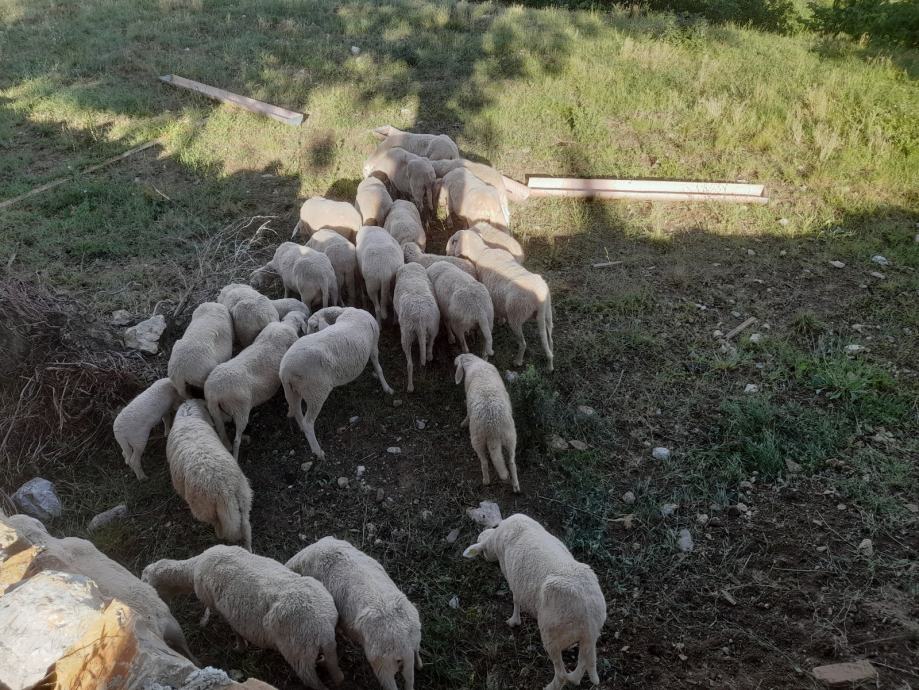 JAGNJE, OVEN, OVCA