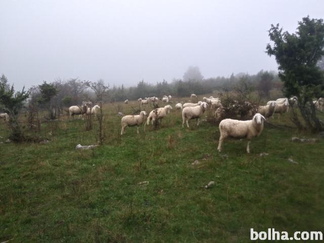 Jezersko solcavske ovce eko reje