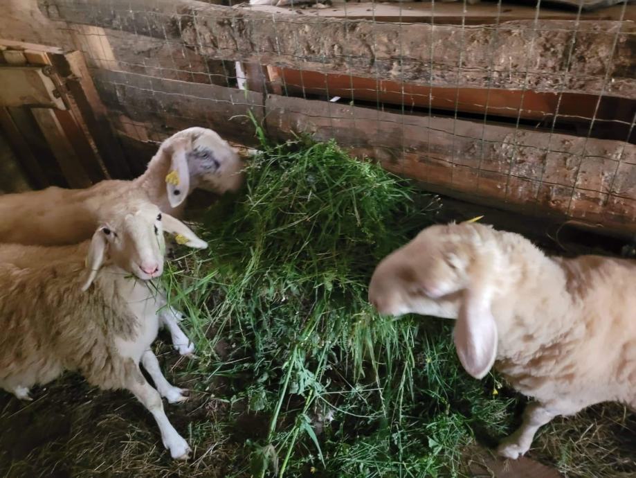 Jezersko solčavske ovce in oven