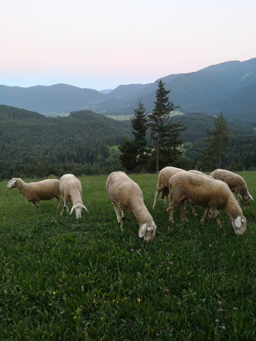 Jezersko solčavske ovce