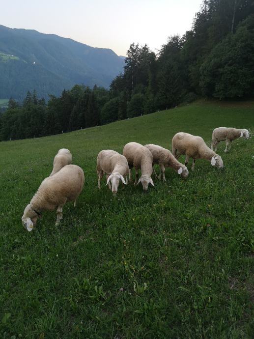 Jezersko solčavske ovce