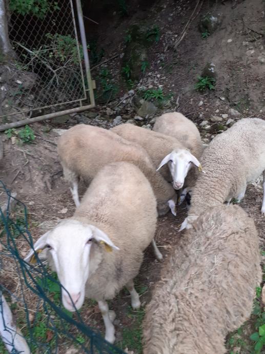 Jezersko solčavske ovce