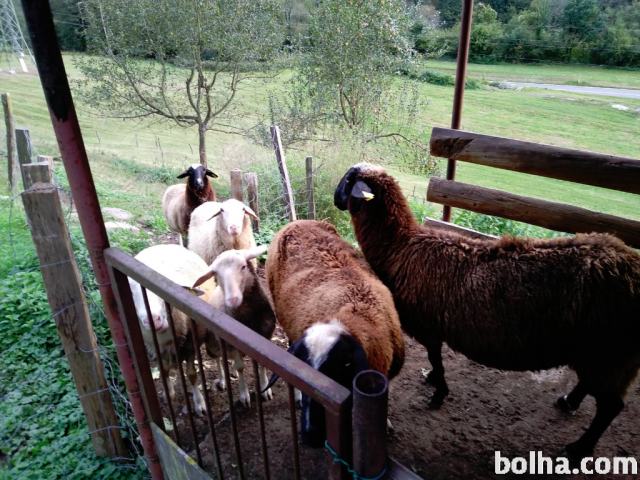 Jezersko-solčavskie ovce (JS) in eno jagnje