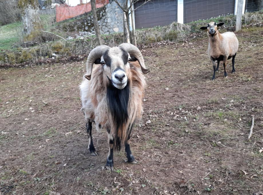 kamerunska ovca mladica