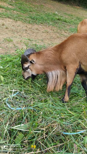 Kamerunska ovca, oven 3x