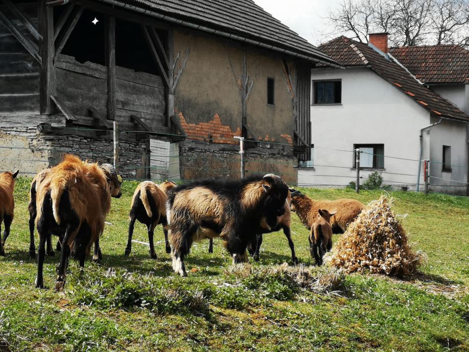 Kamerunska ovca, oven, himalajska koza, kozel mini kozliček