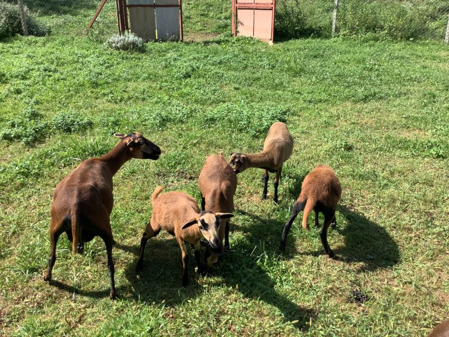 Kamerunska ovca, oven