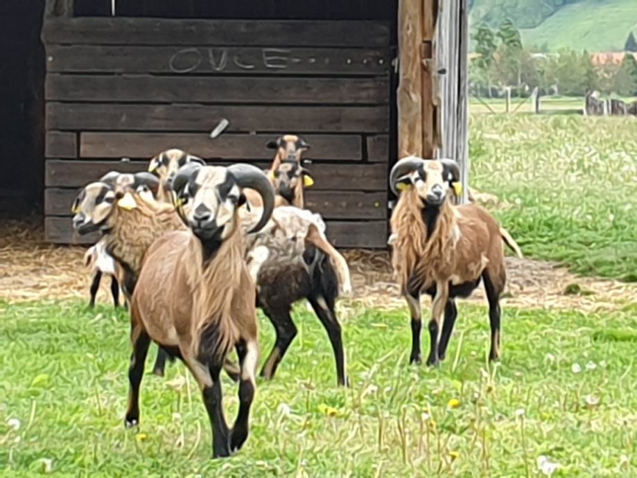 Kamerunske ovce/ OVEN