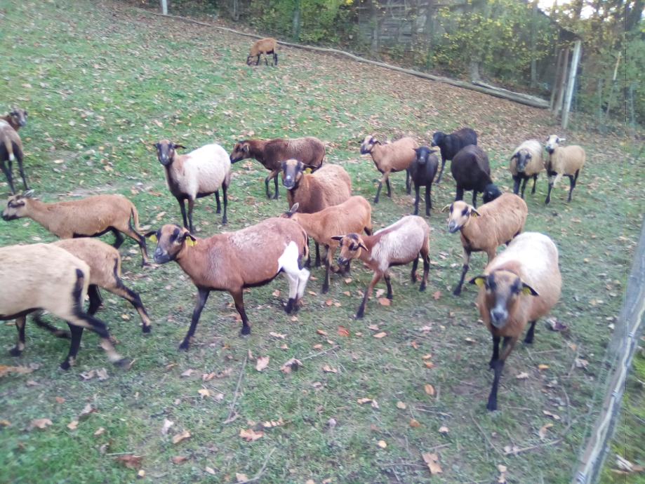 Kamerunske ovce,oven