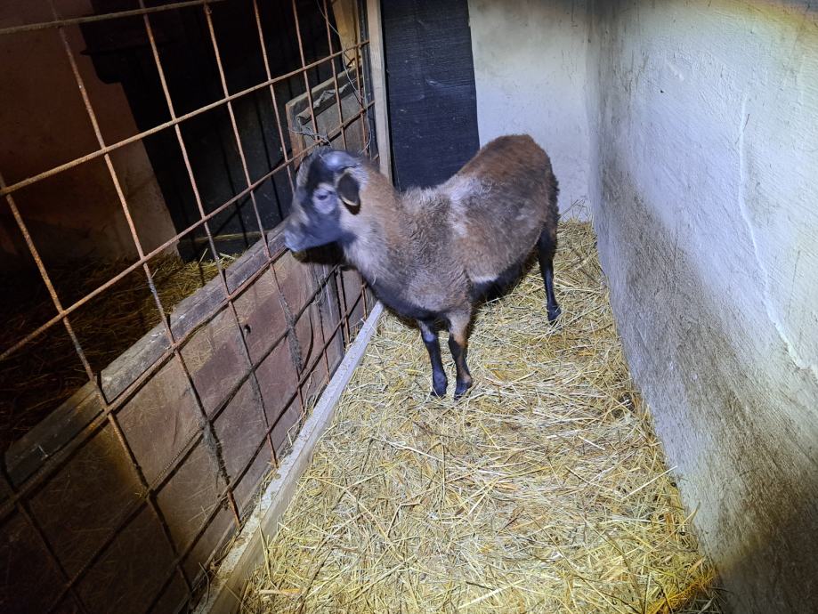 Kamerunske ovce _ oven