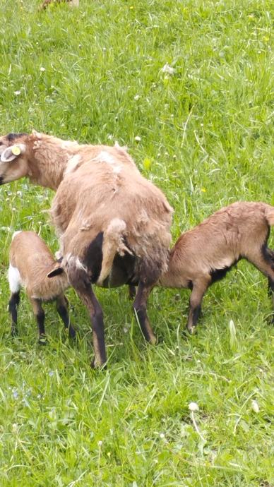 Kamerunske ovce z mladiči