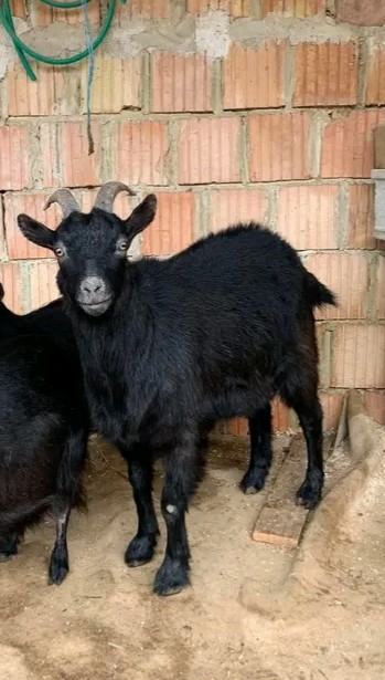 Koza in kozel ugodno