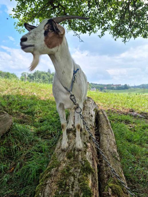 Koza Luna