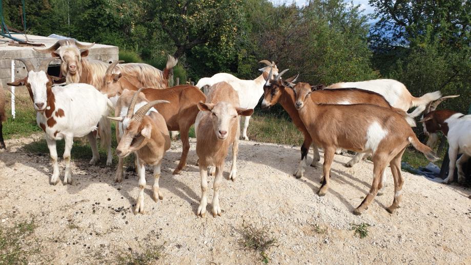 Koze, kozel in kozlički