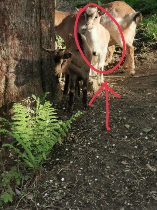 kozliček - afriška mini koza