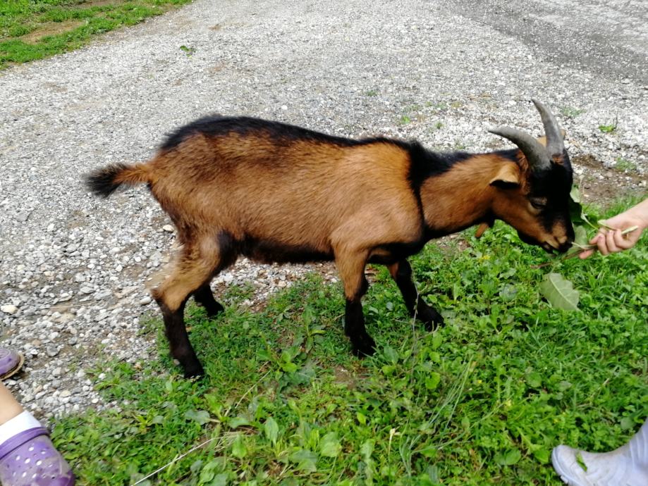 Kozliček za nadaljno rejo.