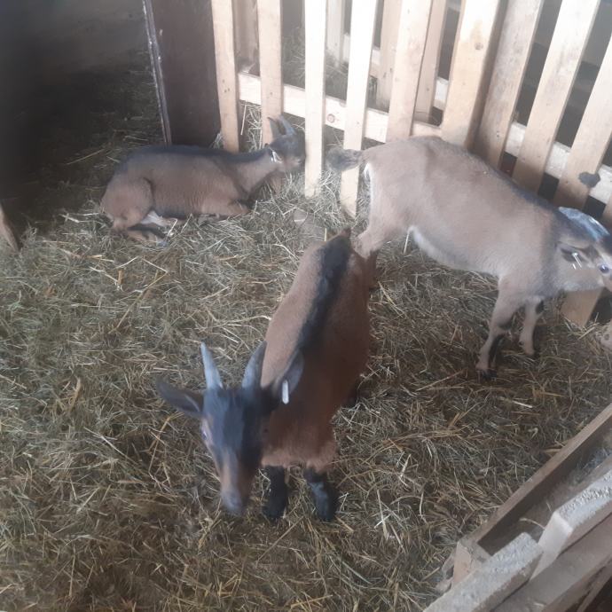 Kozlički za zakol ali nadalno rejo