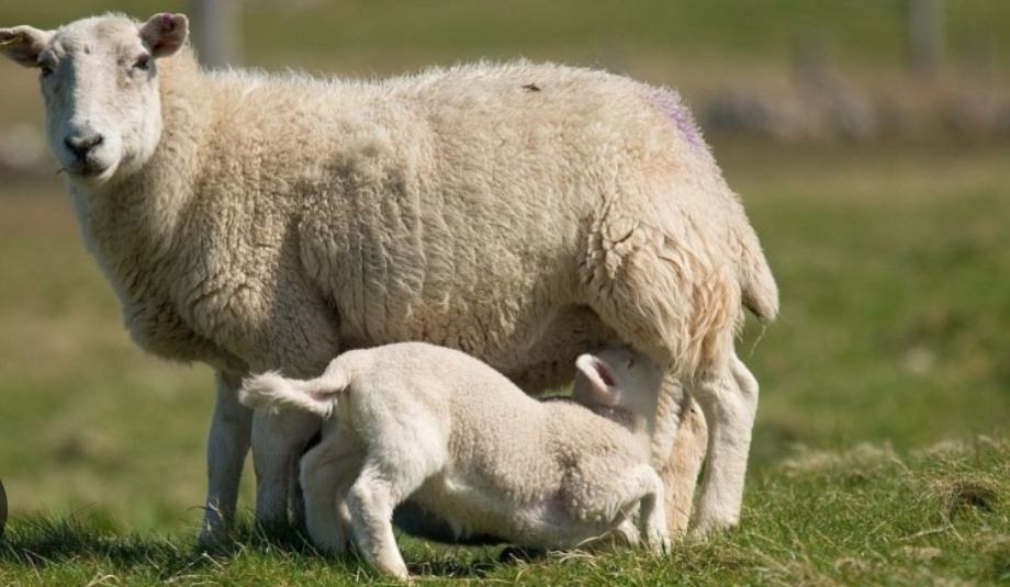 Kupim ovce, jance ali koze.