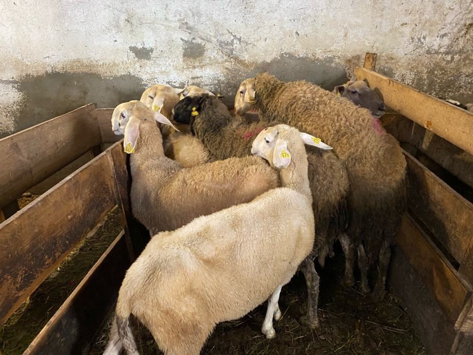 Kurban bajram ovce za zakol