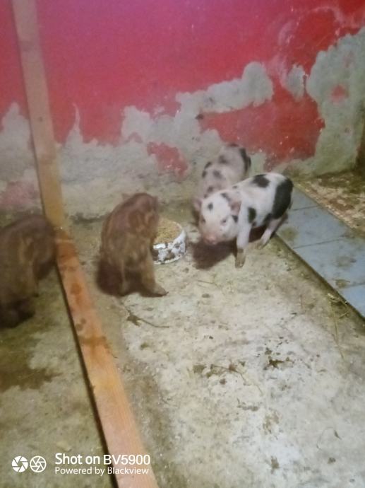 Mini ameriški pujsi