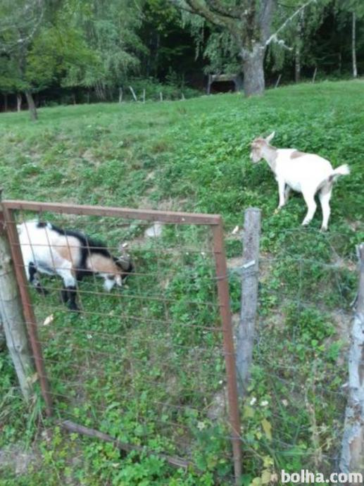 Mini himalajska koza in kozel