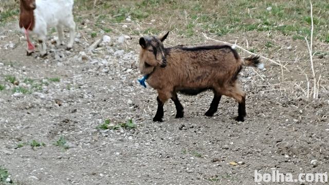 Mini himalajska koza