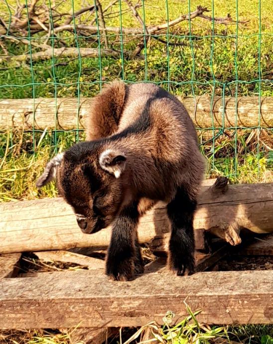 Mini himalajske koze, koza, kozliček