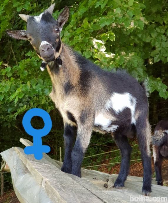 Mini Himalajske Koze