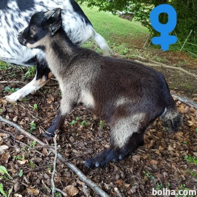 Mini Himalajske Koze