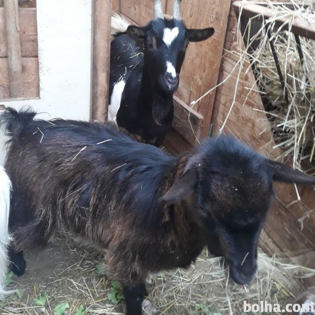 Mini himalajske koze