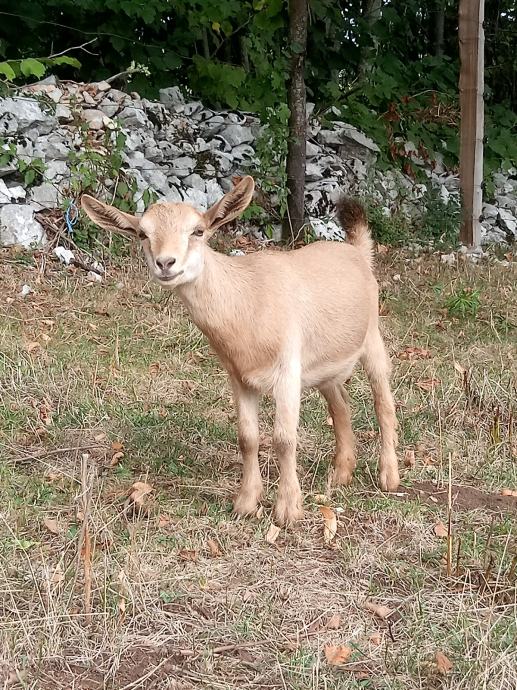 Mini koza (2 samički)