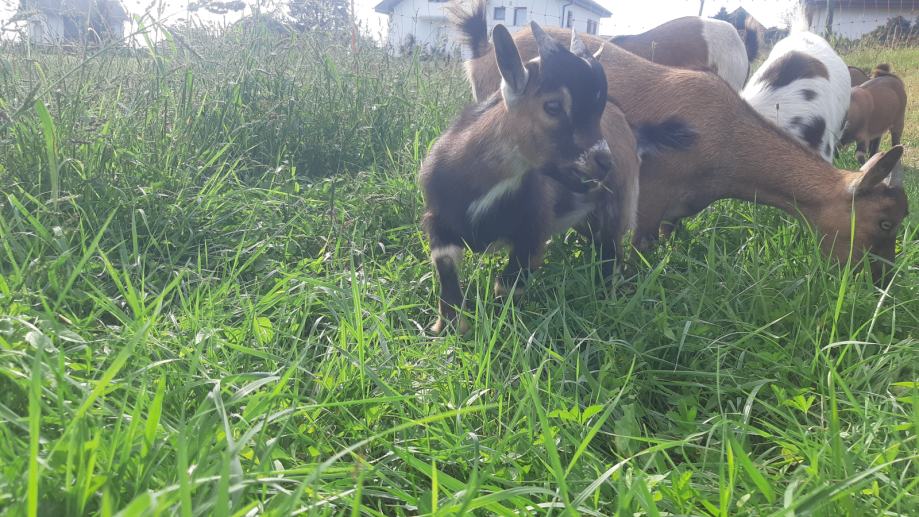 Mini Koza Koze