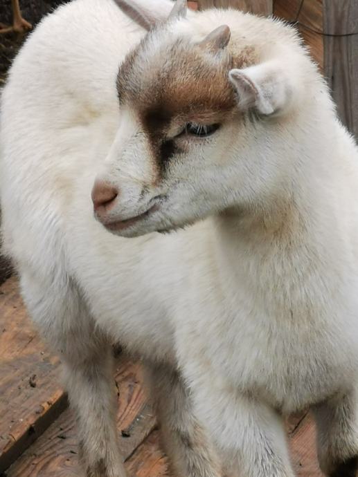 Mini koza, kozliček, kozica