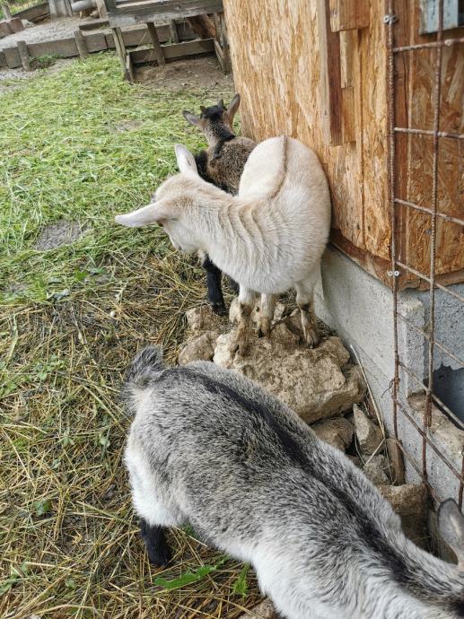 Mini koza, kozliček, kozica