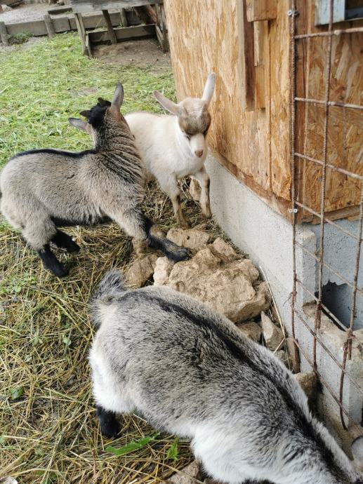 Mini koza, kozliček, kozica