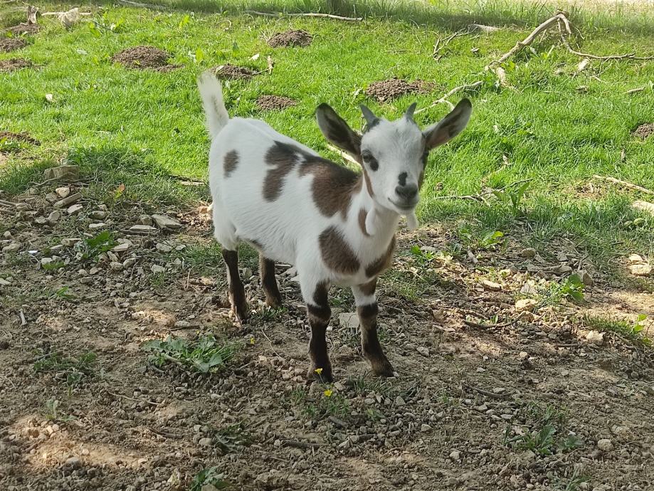 Mini koza mladiček