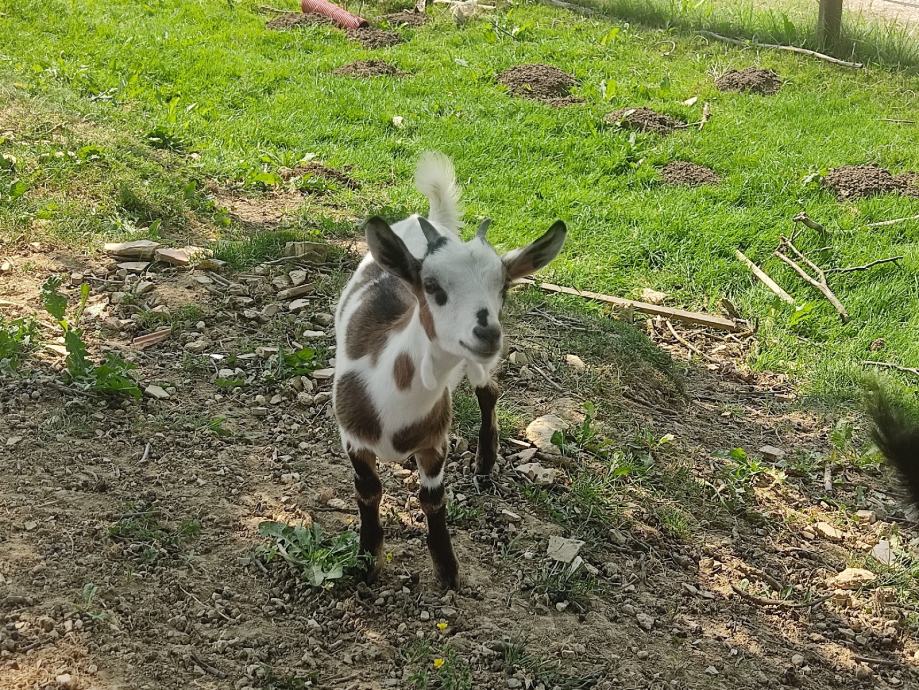Mini koza mladiček