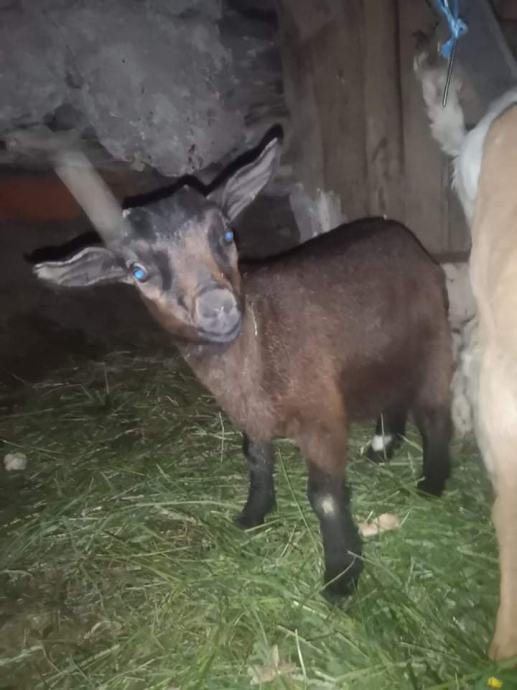 Mini Koza