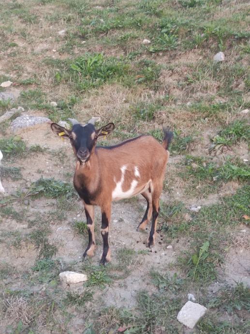 Mini Koza