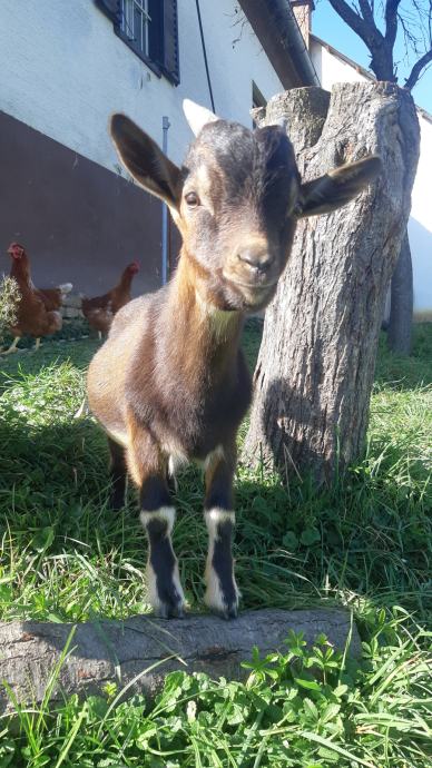 Mini Koza