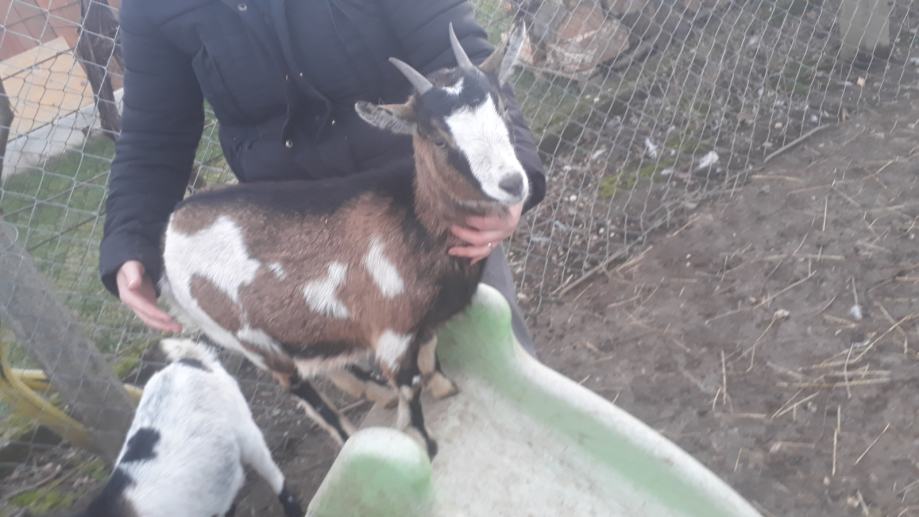 Mini koza Tika