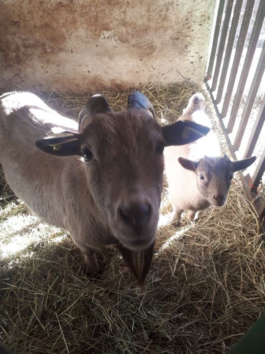 mini koza z mladičem