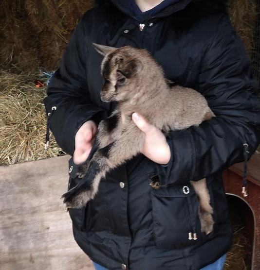 Mini koza z mladičko