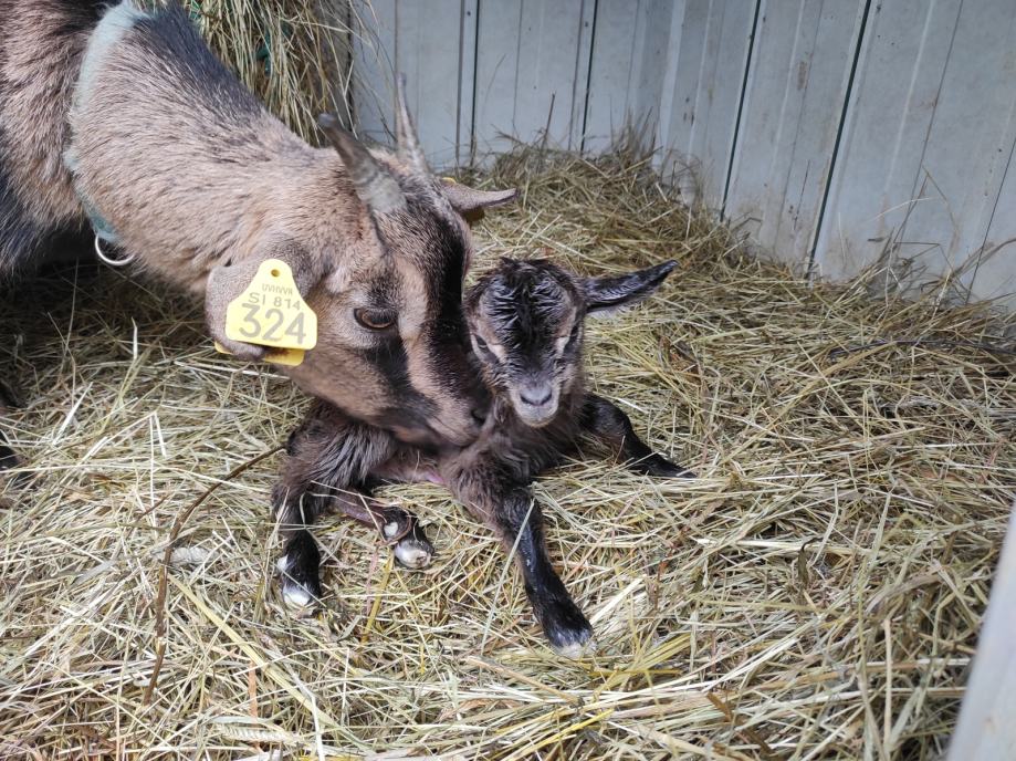 Mini koza z mladičko