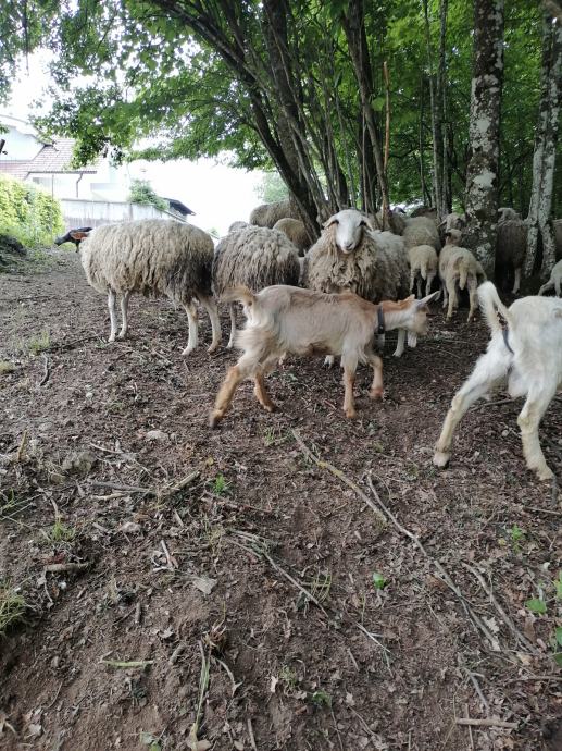 Mini koza z mladičkom