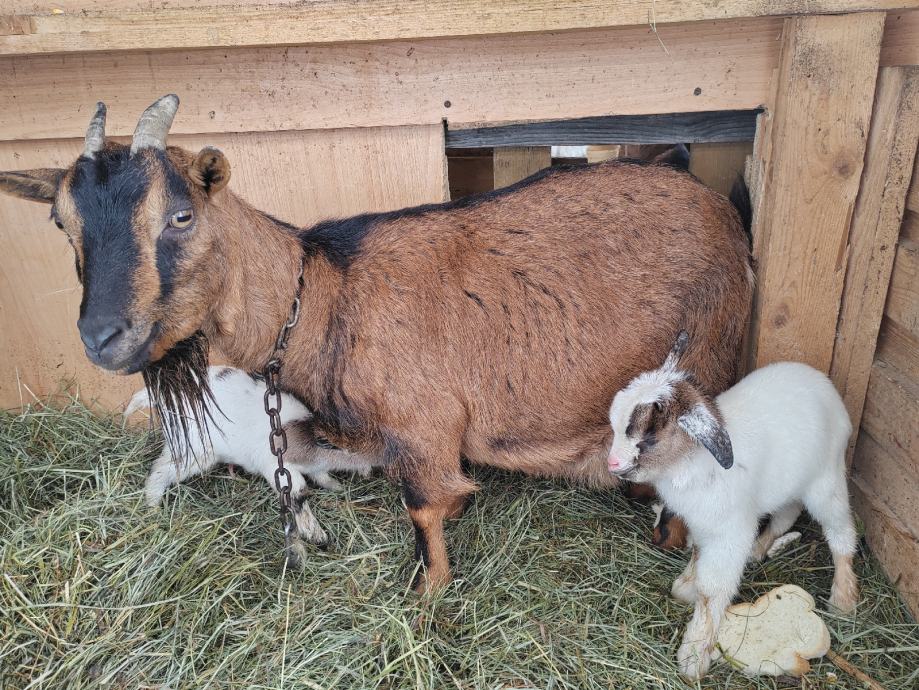 2 mini koze z mladičkoma