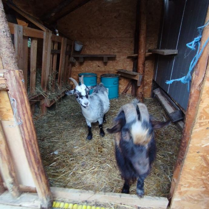 mini koze, kamerunska ovca